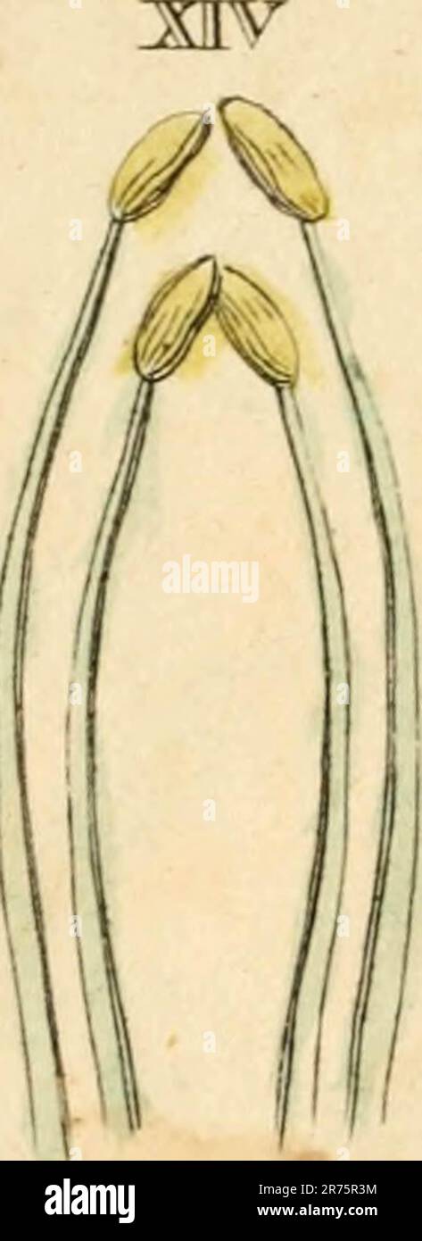 „Elemente der Botanik, wie von Linnaeus festgelegt; mit Beispielen zur ...