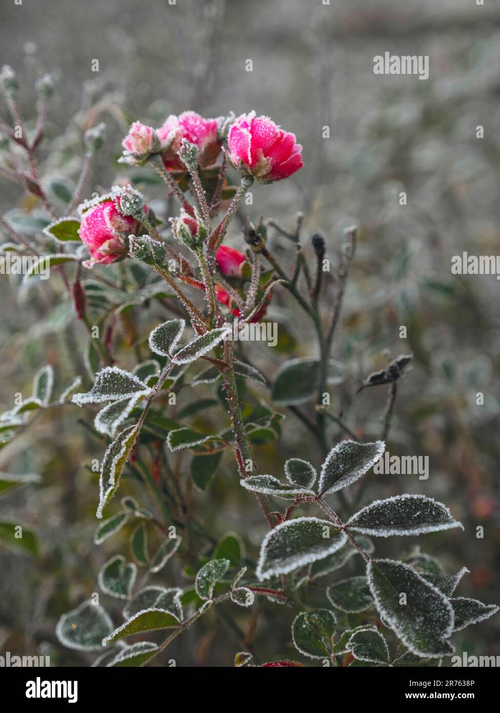 Gefrorene rose -Fotos und -Bildmaterial in hoher Auflösung – Alamy