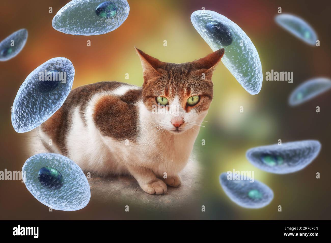 Parasitäre Protozoen Toxoplasma gondii, der Erreger der Toxoplasmose ...