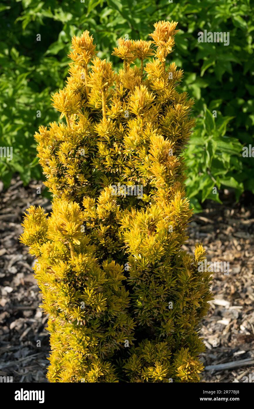 Taxus baccata 'Orange Beauty', englische Eibe, Kolumnar, Nadelholz ...