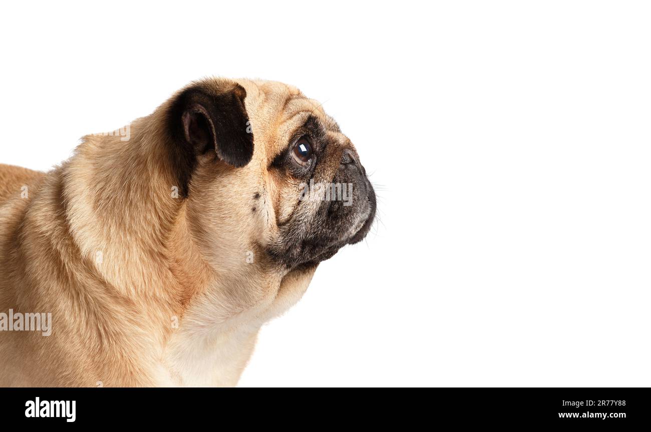 Mops lustig -Fotos und -Bildmaterial in hoher Auflösung – Alamy