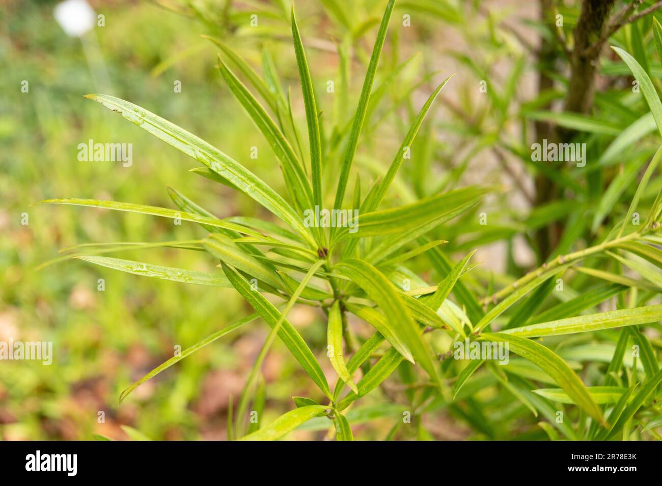 Podocarpus affinis -Fotos und -Bildmaterial in hoher Auflösung – Alamy