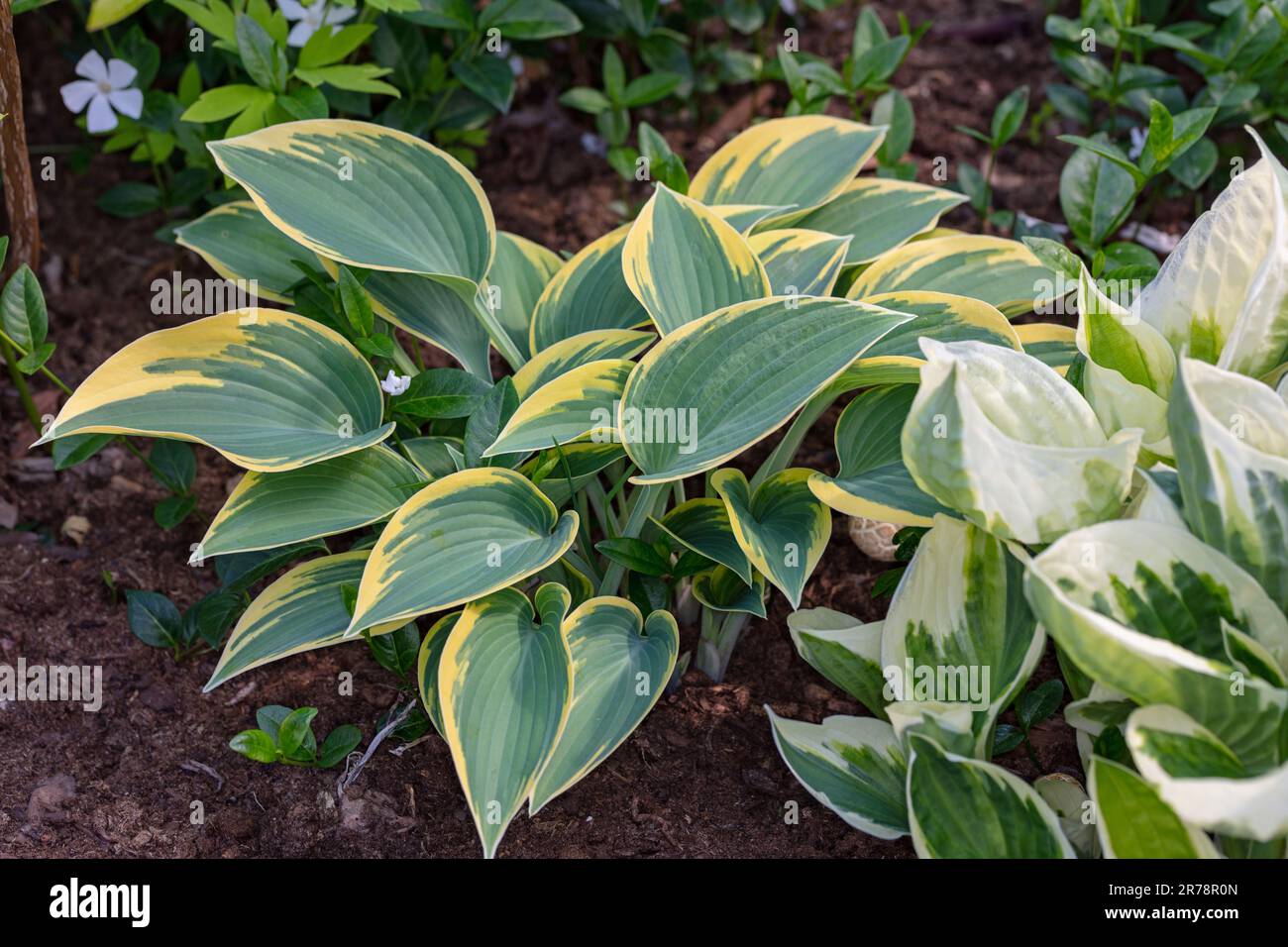 Hosta hybrid -Fotos und -Bildmaterial in hoher Auflösung – Alamy