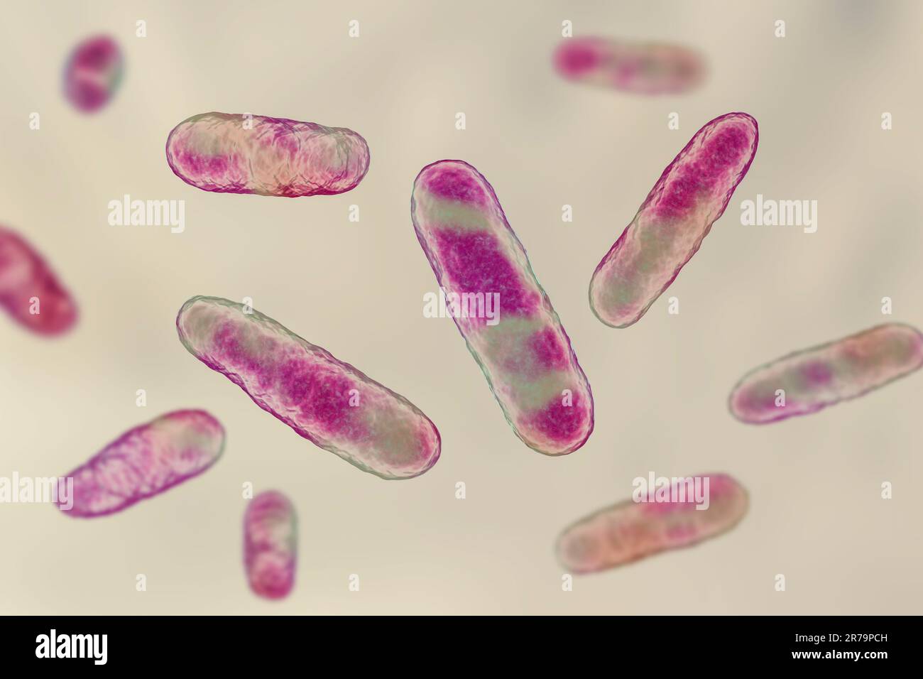 Bakterien Eikenella korrodens, 3D-Darstellung. Eikenella ist eine normale Biota der Mundhöhle ...
