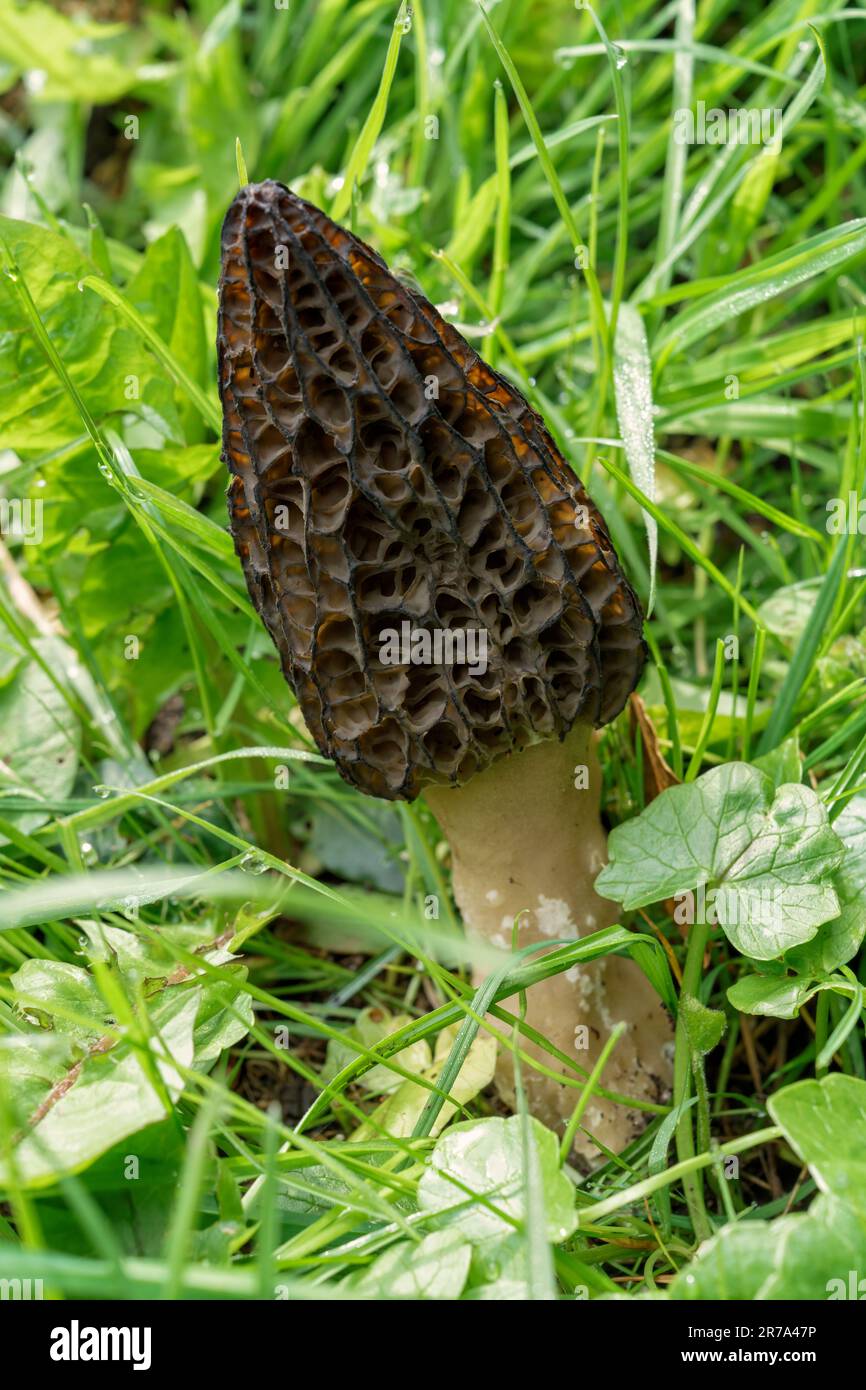 Morchella importuna -Fotos und -Bildmaterial in hoher Auflösung – Alamy