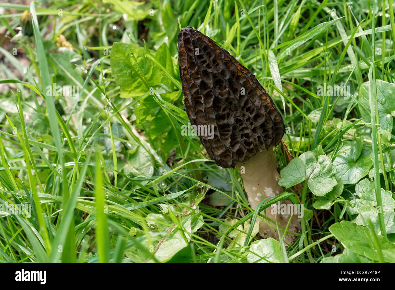Morchella importuna -Fotos und -Bildmaterial in hoher Auflösung – Alamy
