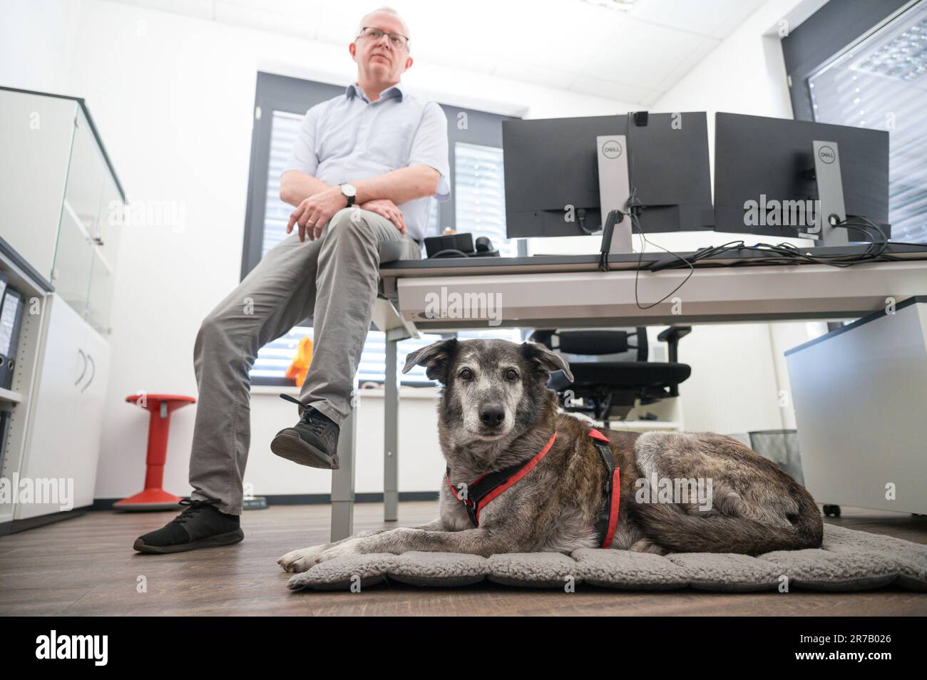 14. Juni 2023, Saarland, Saarbrücken: Hund Peppa liegt auf dem Boden ...
