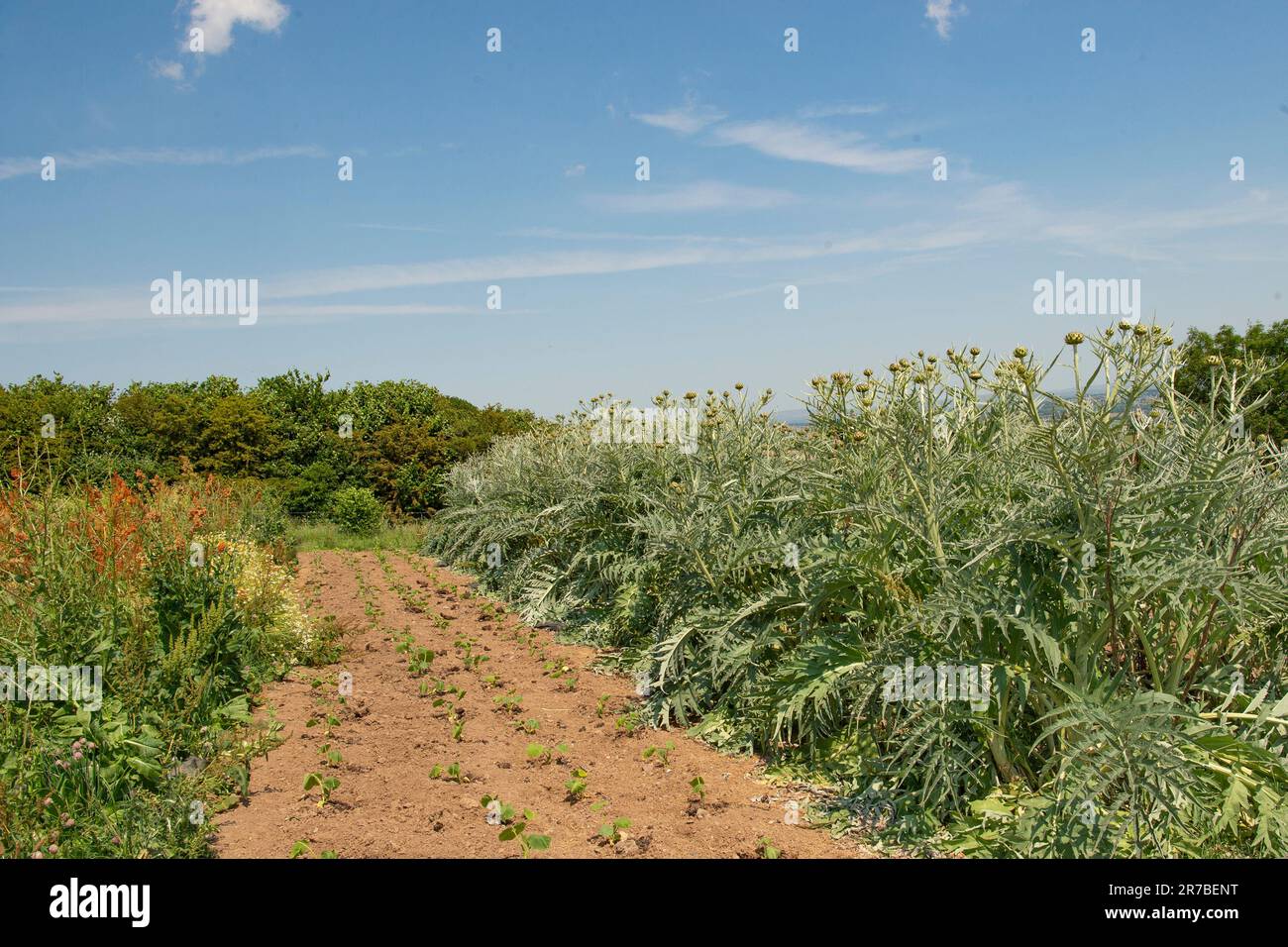 Pflanzliches lab -Fotos und -Bildmaterial in hoher Auflösung – Alamy