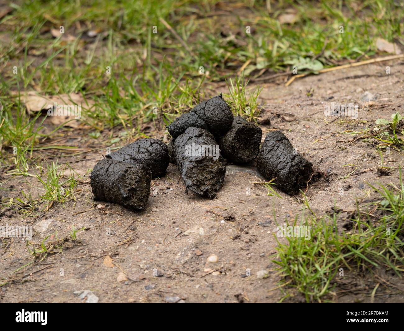 Frischer Kot eines auf dem Boden liegenden Braunbären (Ursus arctos ...
