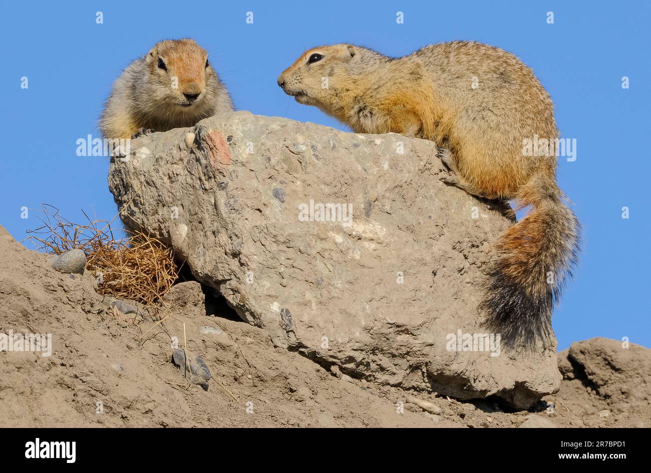 Arctic ziesel -Fotos und -Bildmaterial in hoher Auflösung – Alamy