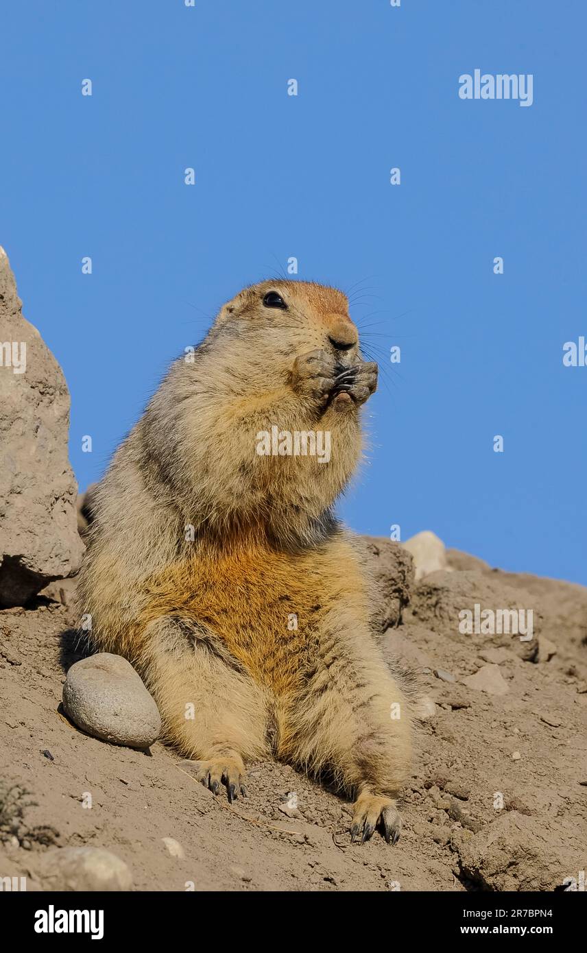 Arctic ziesel -Fotos und -Bildmaterial in hoher Auflösung – Alamy