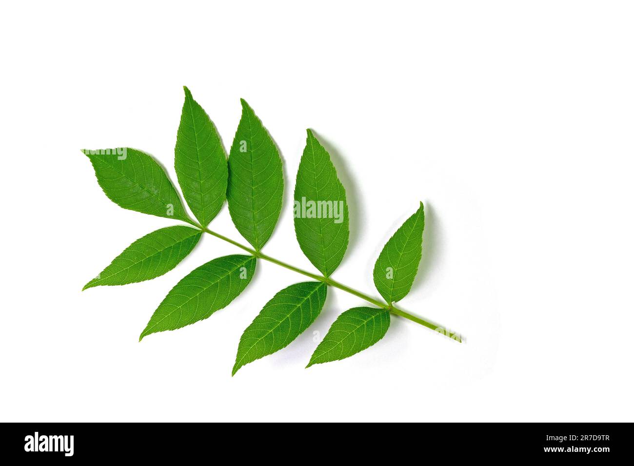 Gemeine esche blatt Ausgeschnittene Stockfotos und -bilder - Alamy