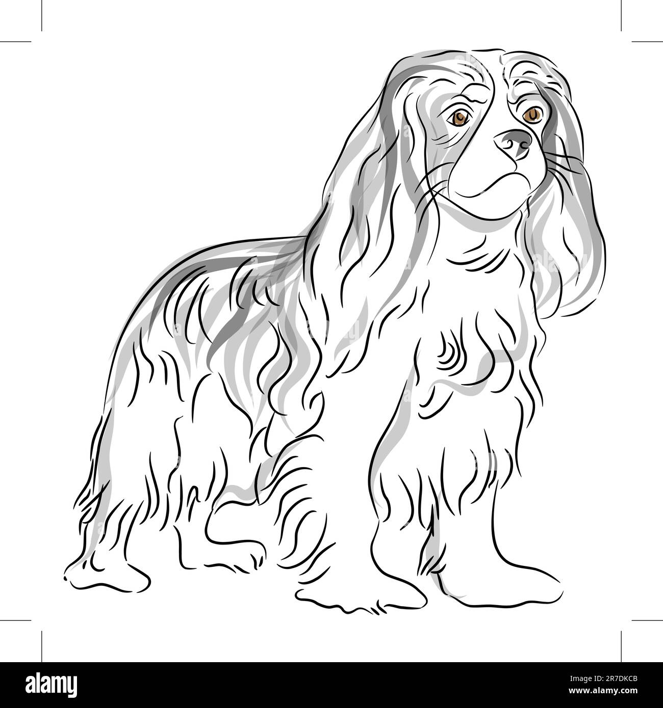Ein Bild von einem cavalier King Charles Spaniel Hund zeichnen Stock ...