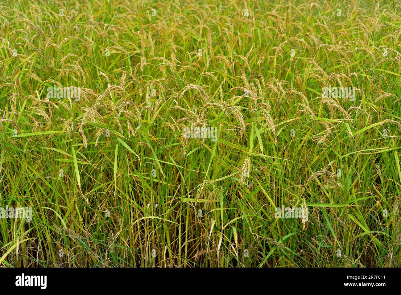 Reis (Oryza sativa) ist ein jährliches Kraut, das im Yangtze-Tal (China) heimisch ist und in ...