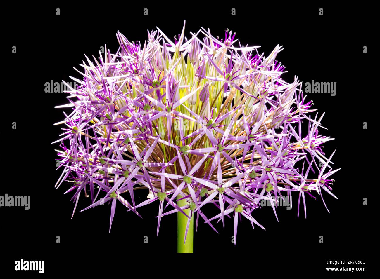 Allium magie -Fotos und -Bildmaterial in hoher Auflösung – Alamy