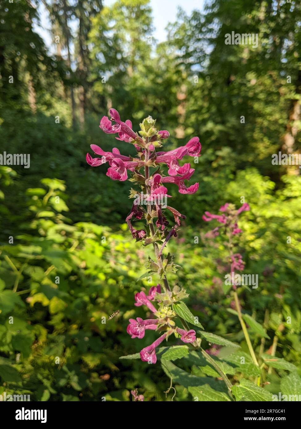 Spencer butte park -Fotos und -Bildmaterial in hoher Auflösung – Alamy