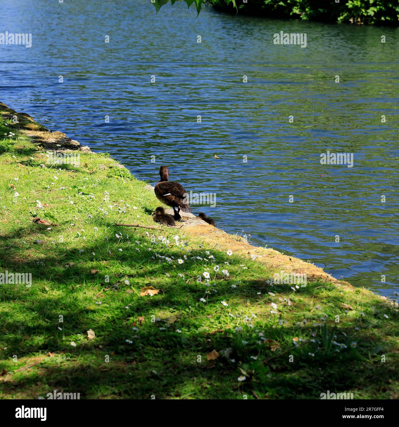 See mit Ente und Ente, St. Fagans Museum - das National History Museum ...