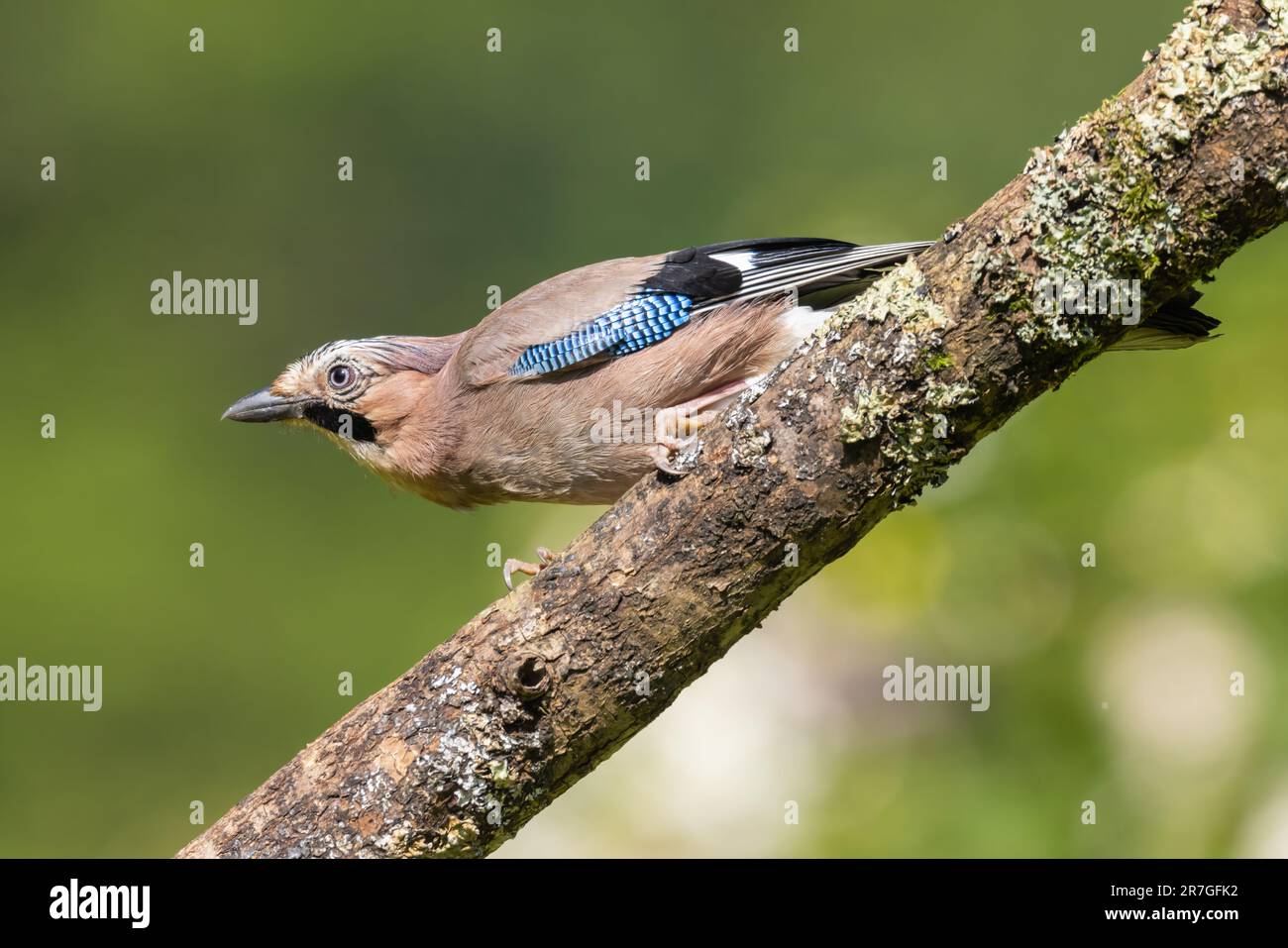 Jay devon -Fotos und -Bildmaterial in hoher Auflösung – Alamy