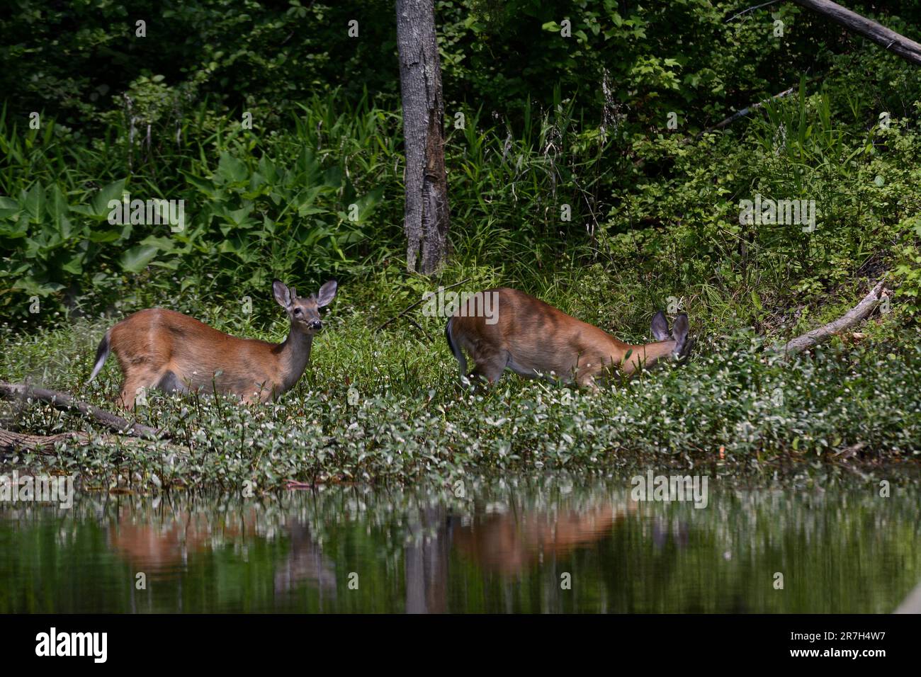 Rehe fressen im wasser -Fotos und -Bildmaterial in hoher Auflösung – Alamy