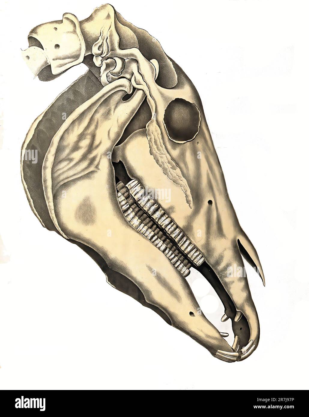Tiermedizin, Anatomie, Schädelknochen eines Pferdes, geschichtliche ...