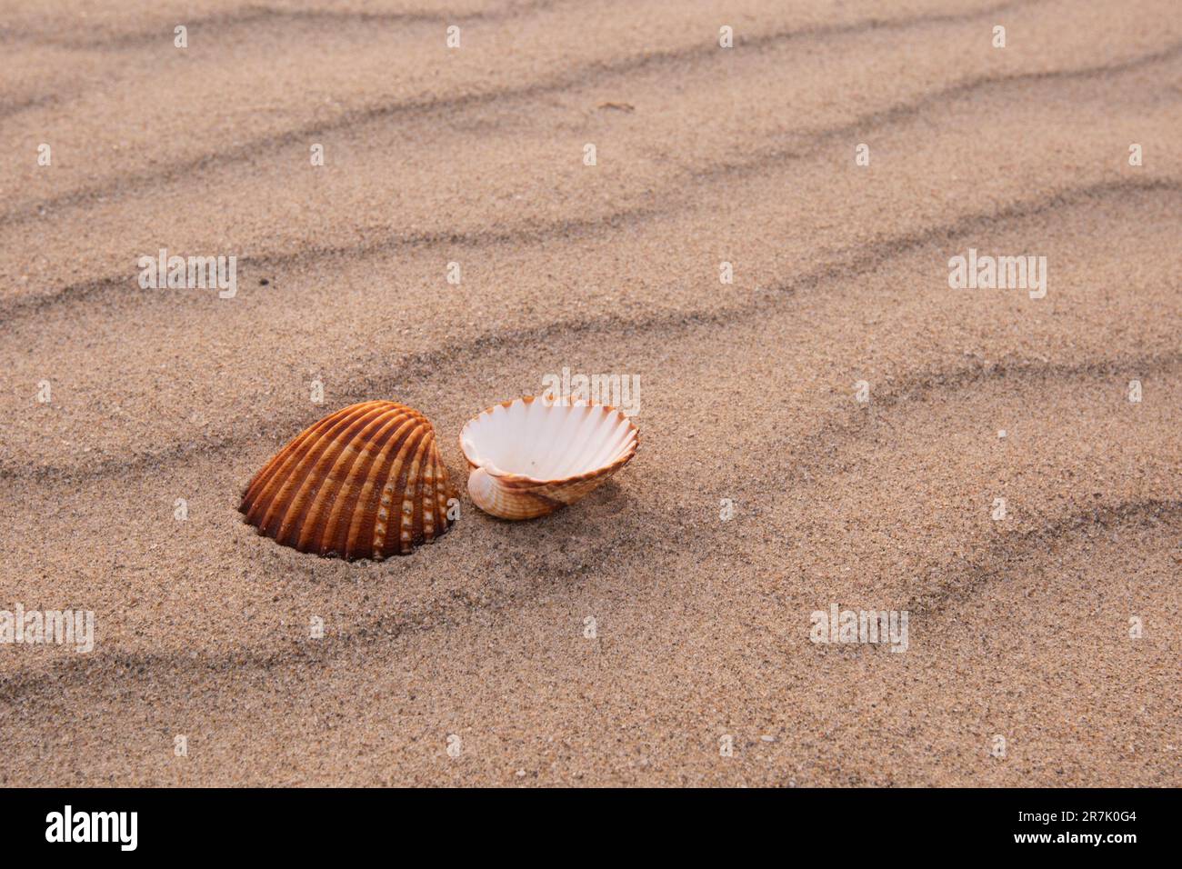 Strand sand und muscheln -Fotos und -Bildmaterial in hoher Auflösung ...