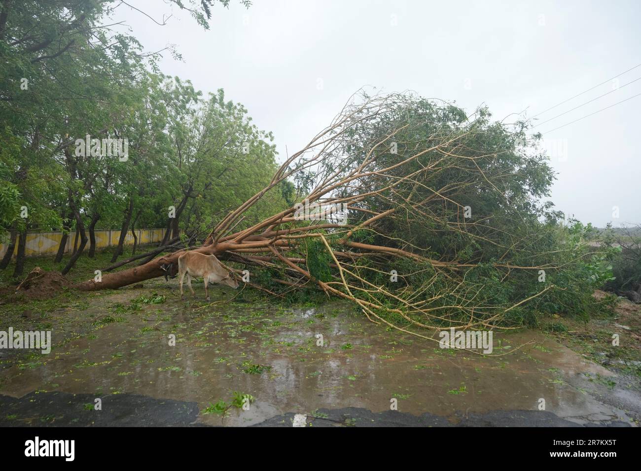 A road is blocked by an uprooted tree after landfall of cyclone ...