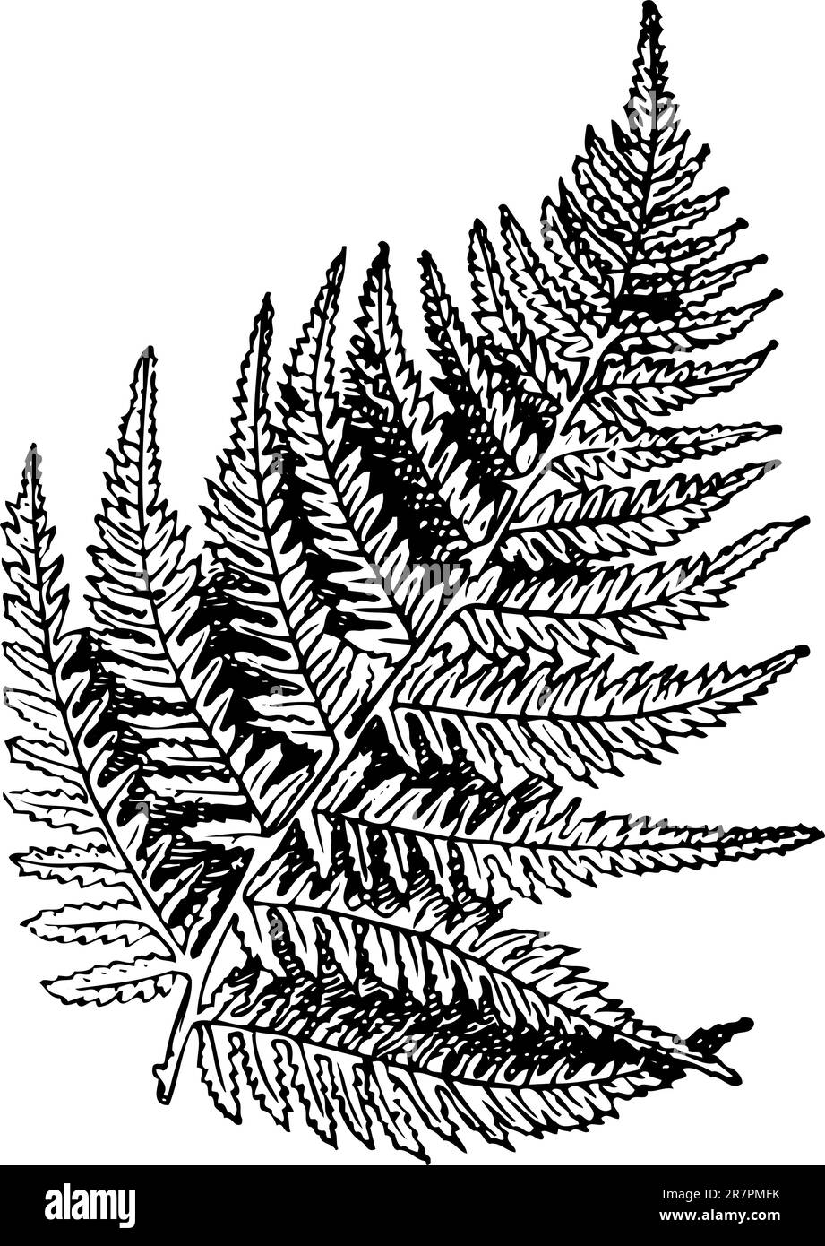 Farn auf weißem hintergrund Stock-Vektorgrafiken kaufen - Seite 2 - Alamy