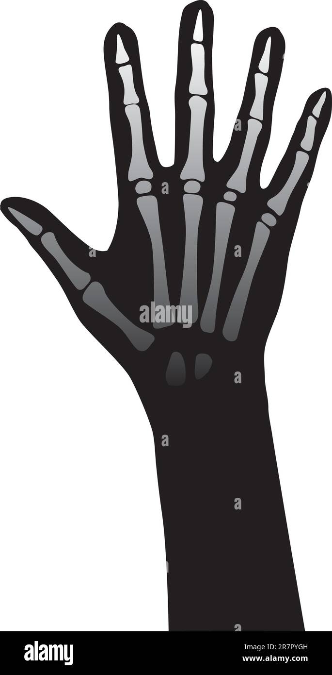 Anatomie zeichnung hand Stock-Vektorgrafiken kaufen - Alamy