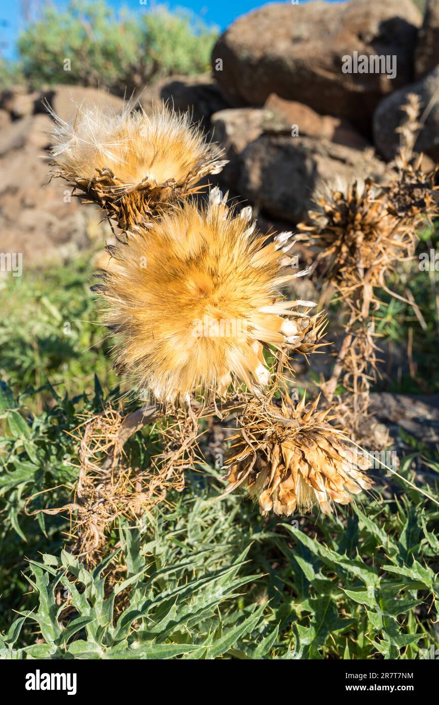 Natürliche Fasern eines Distelkopfes aus nächster Nähe im Hügelland der ...