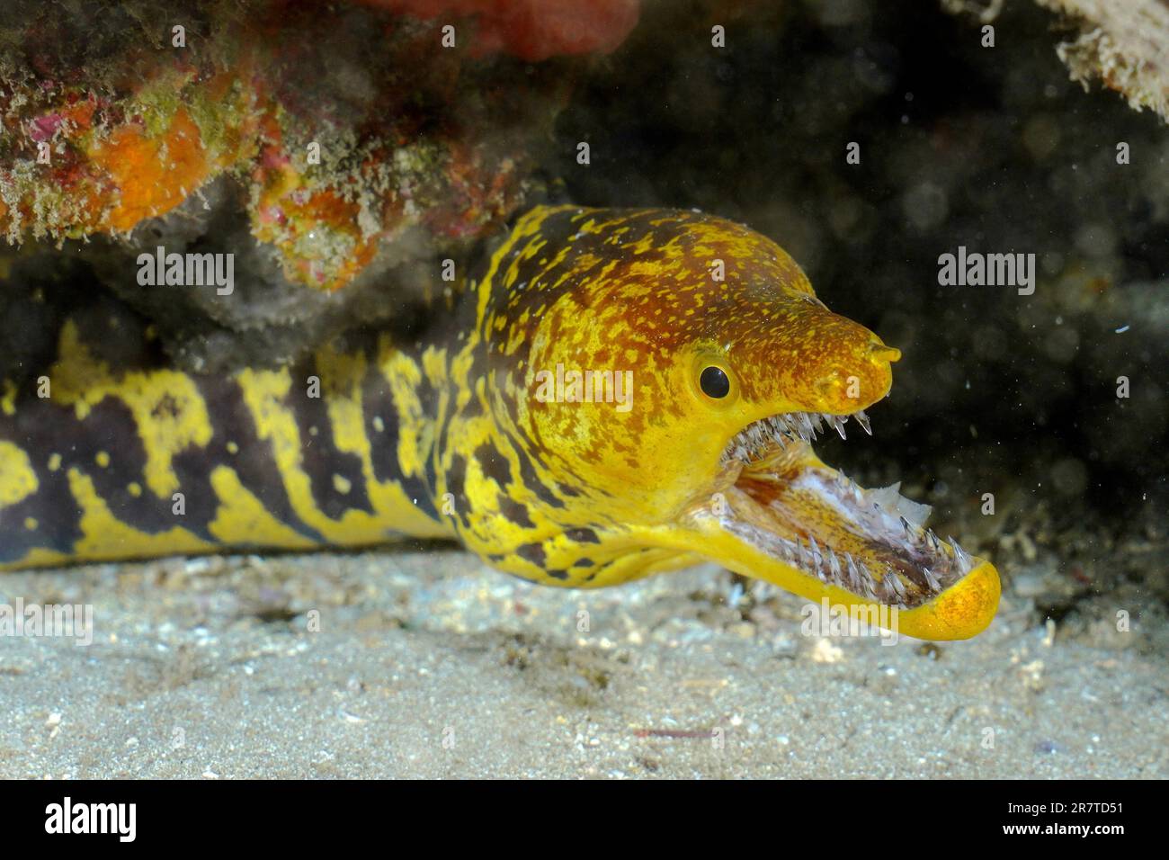 Fangtooth moray eel -Fotos und -Bildmaterial in hoher Auflösung – Alamy