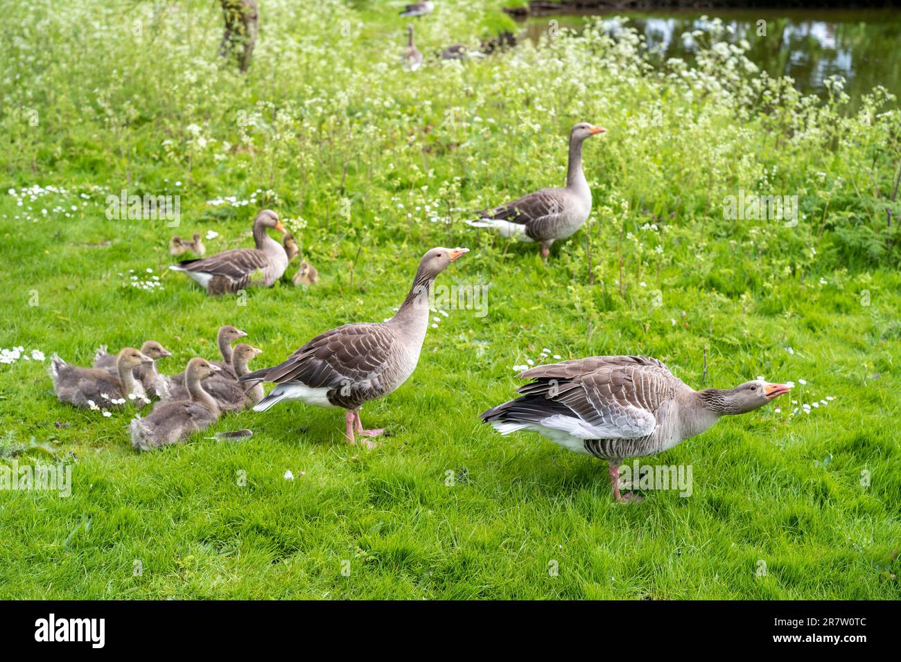 Eine Familie von Gänsen der Grylag, (Gänse der Grylag) Anser, mit ...