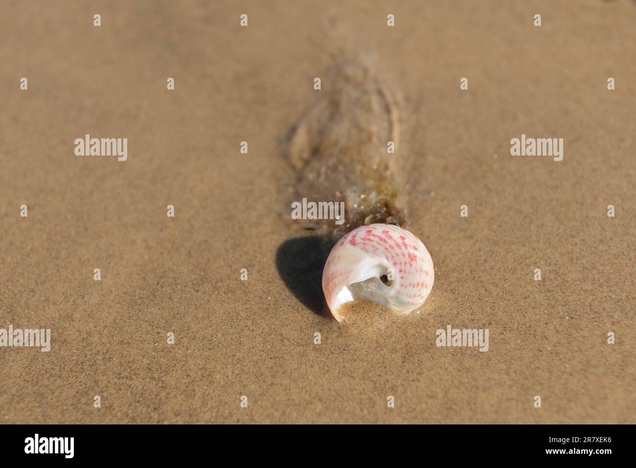 Flat top shell -Fotos und -Bildmaterial in hoher Auflösung – Alamy