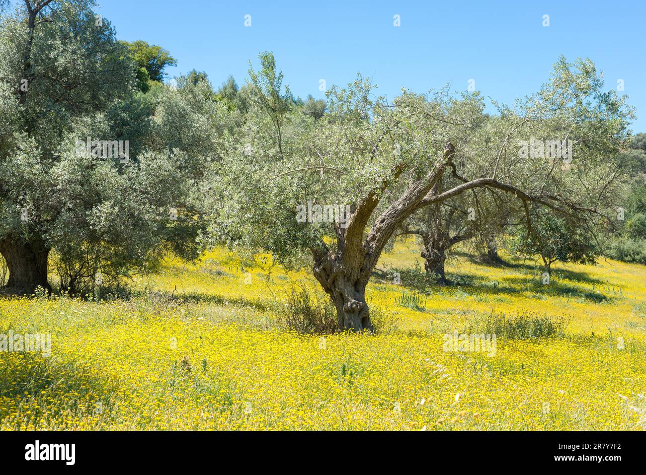 Olivenhaine im Süden Kretas. Wildblumen auf einer Wiese um die Bäume ... Olivenhaine im Süden Kretas. Wildblumen auf einer Wiese um die Bäume ...