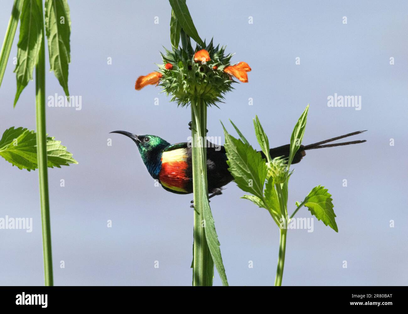 Der männliche schöne Sunbird ist einer der spektakuläreren Farben einer ...