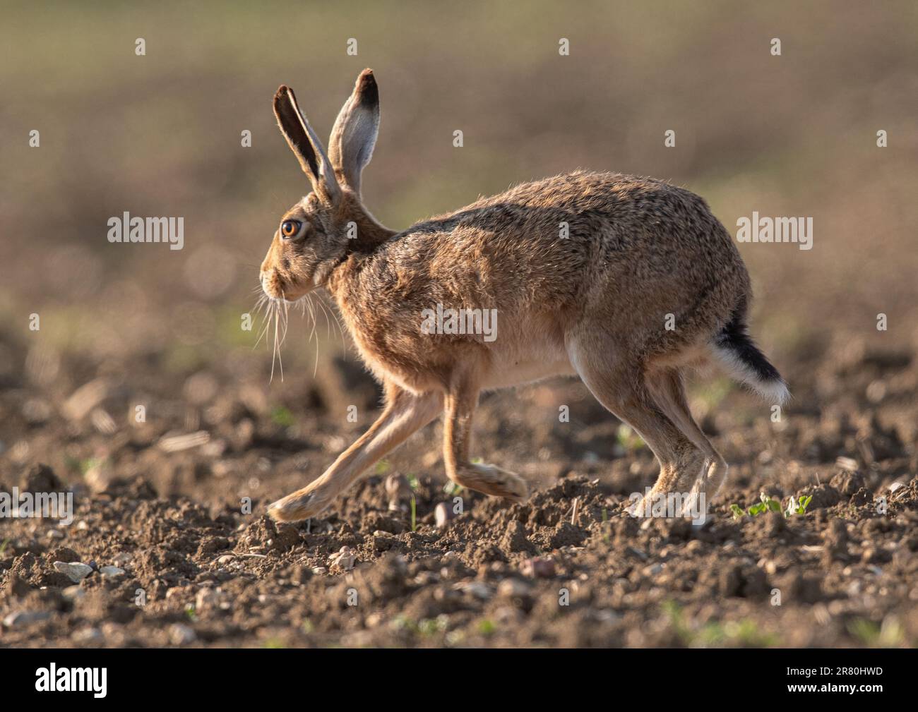 Ein Braunhaar ( Lepus europaeus), der seitlich über ein Zuckerrübenfeld ...