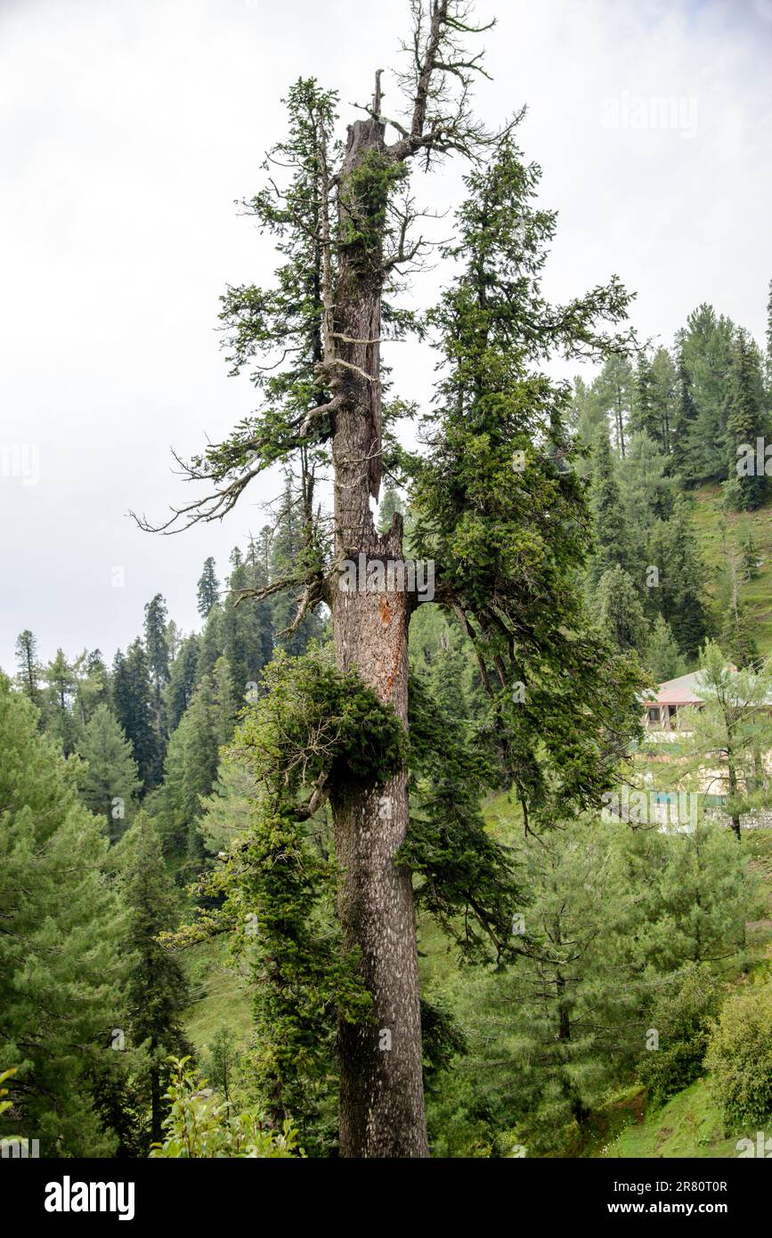 Pinus roxburghii -Fotos und -Bildmaterial in hoher Auflösung – Alamy