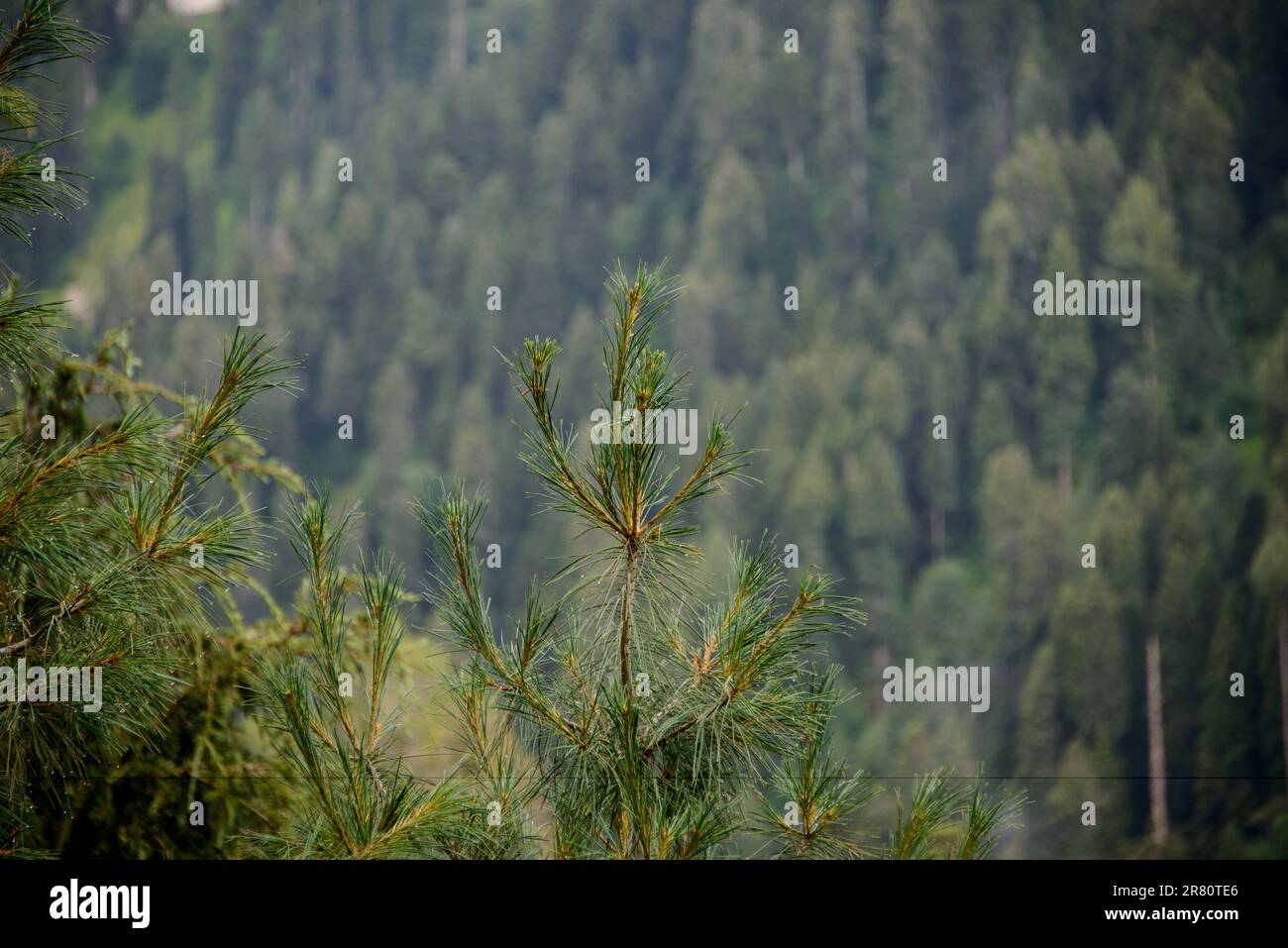 Pinus roxburghii -Fotos und -Bildmaterial in hoher Auflösung – Alamy