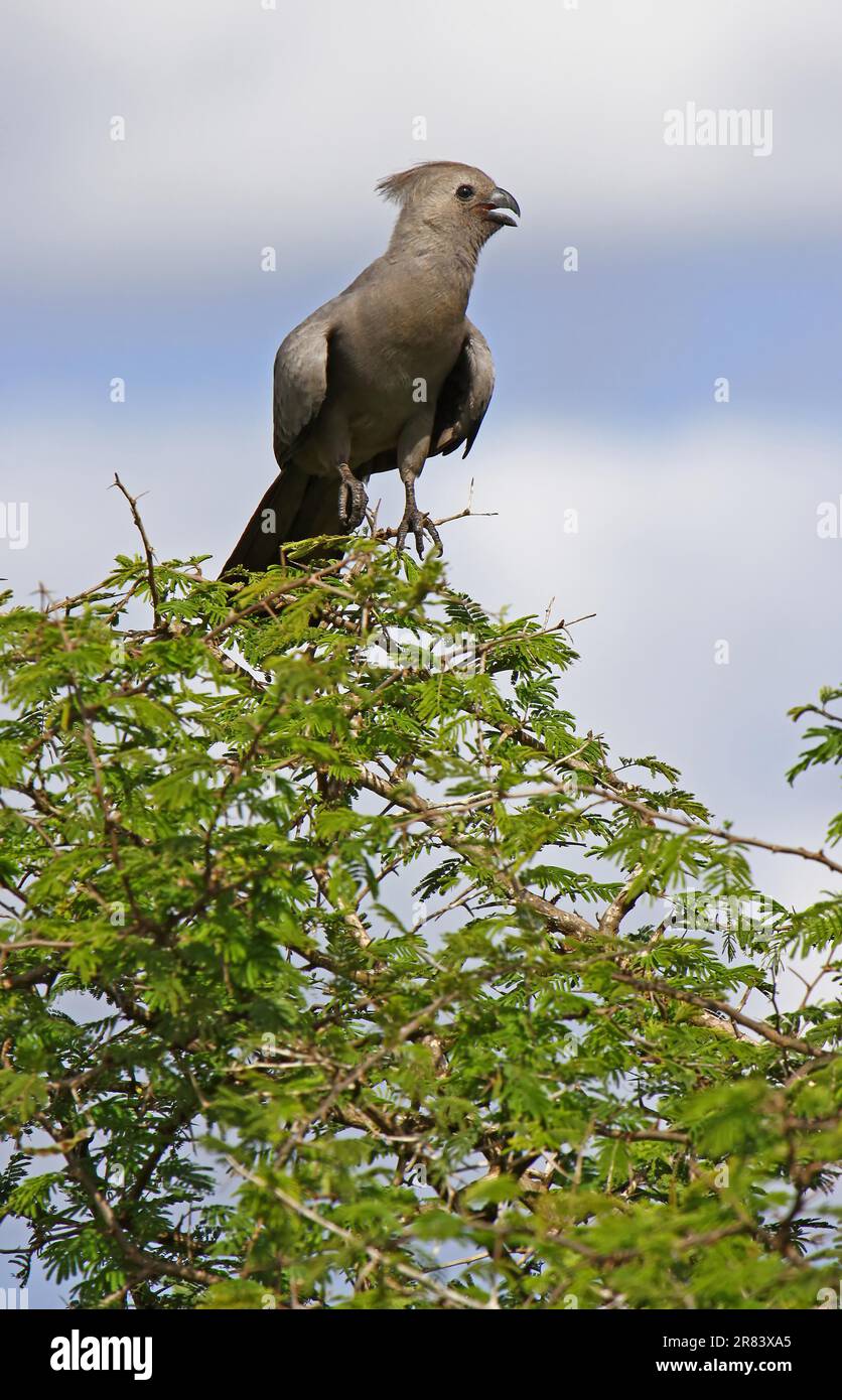 Graul -Fotos und -Bildmaterial in hoher Auflösung – Alamy