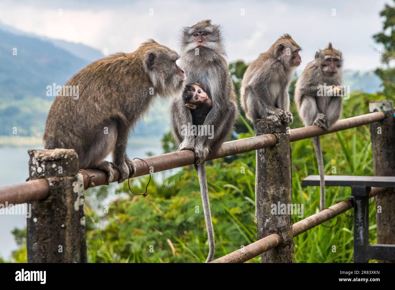 Krabbenfressende Makaken (Macaca fascicularis), am Straßenrand in Bali ...