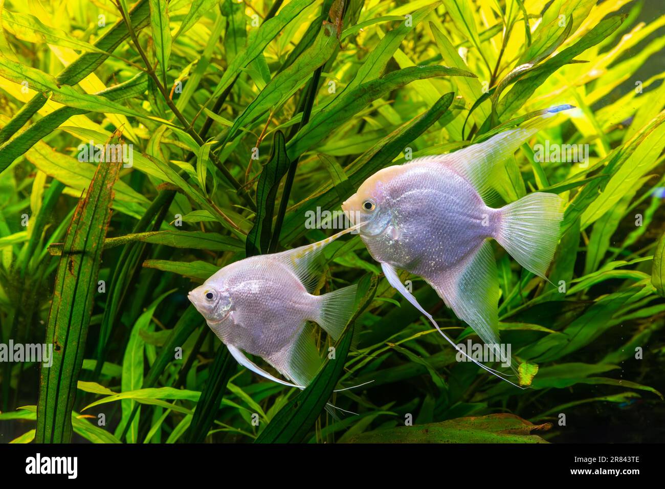 Orinoco angelfish pterophyllum altum -Fotos und -Bildmaterial in hoher ...