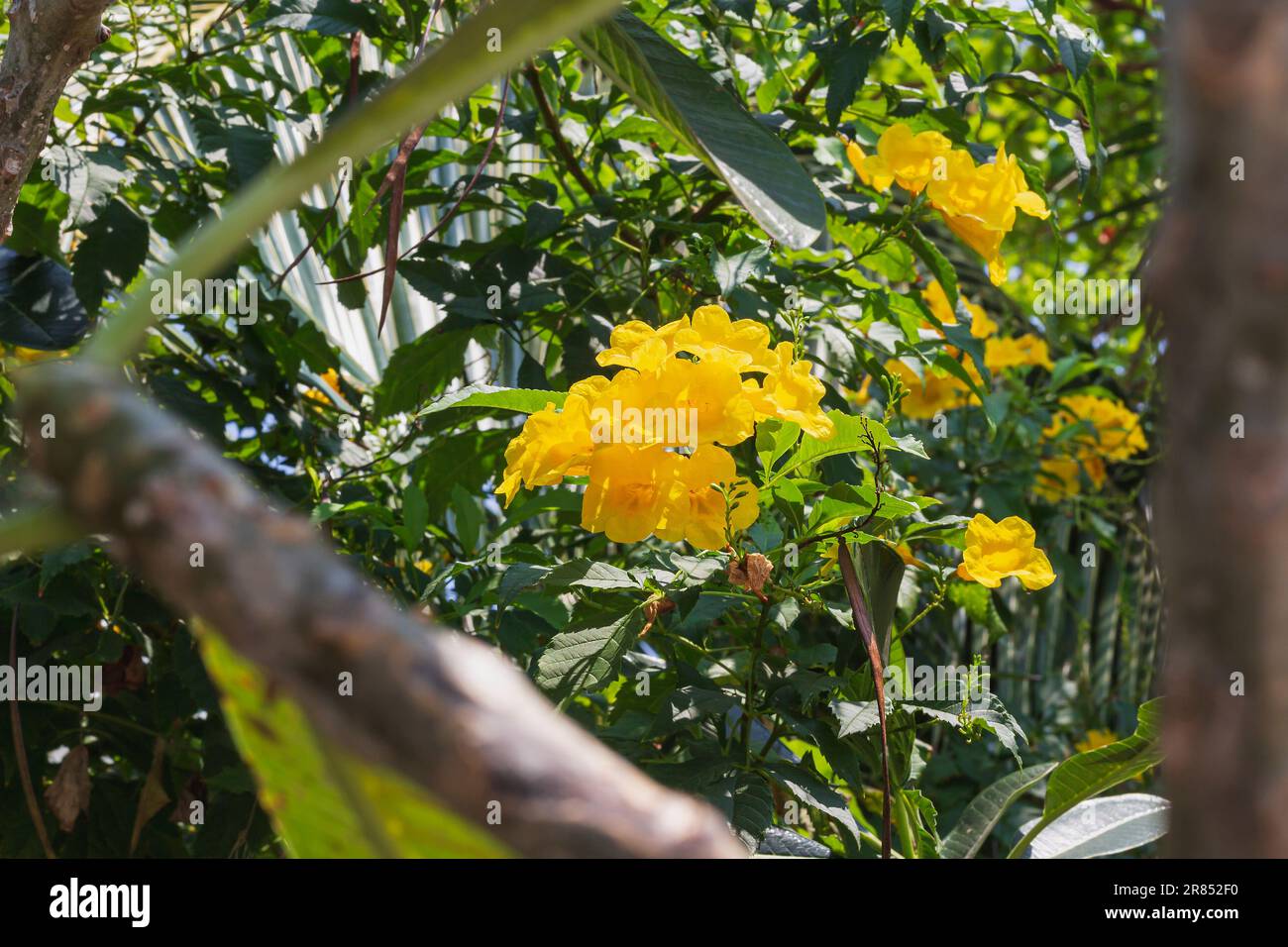 Silber trompetenbaum thailand -Fotos und -Bildmaterial in hoher ...