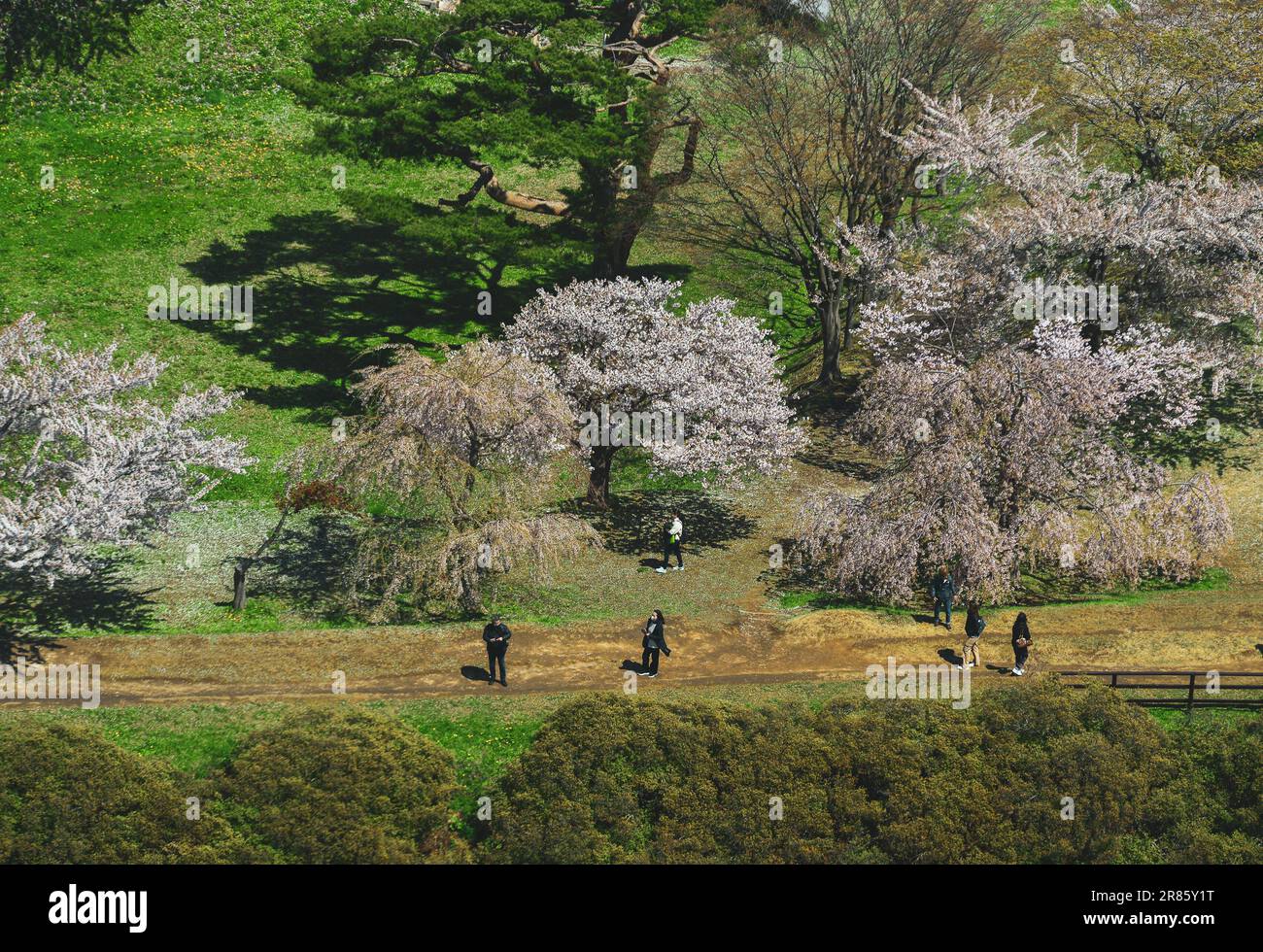Hakodate, Japan - 27. April 2023. Kirschblüten in voller Blüte im ...