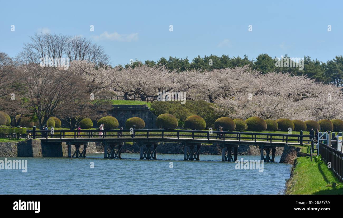 Hakodate, Japan - 27. April 2023. Kirschblüten in voller Blüte im ...