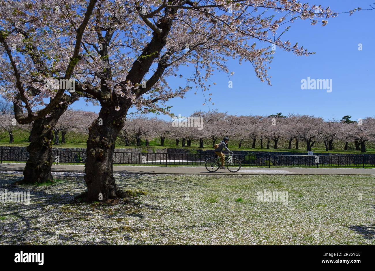 Hakodate, Japan - 27. April 2023. Kirschblüten in voller Blüte im ...
