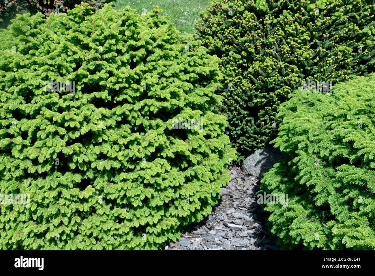 Picea kompakta -Fotos und -Bildmaterial in hoher Auflösung – Alamy