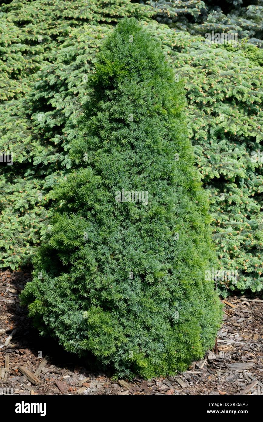 Kanadische Fichte, Picea glauca „Sanders Blue“, konisch, dicht, Form ...