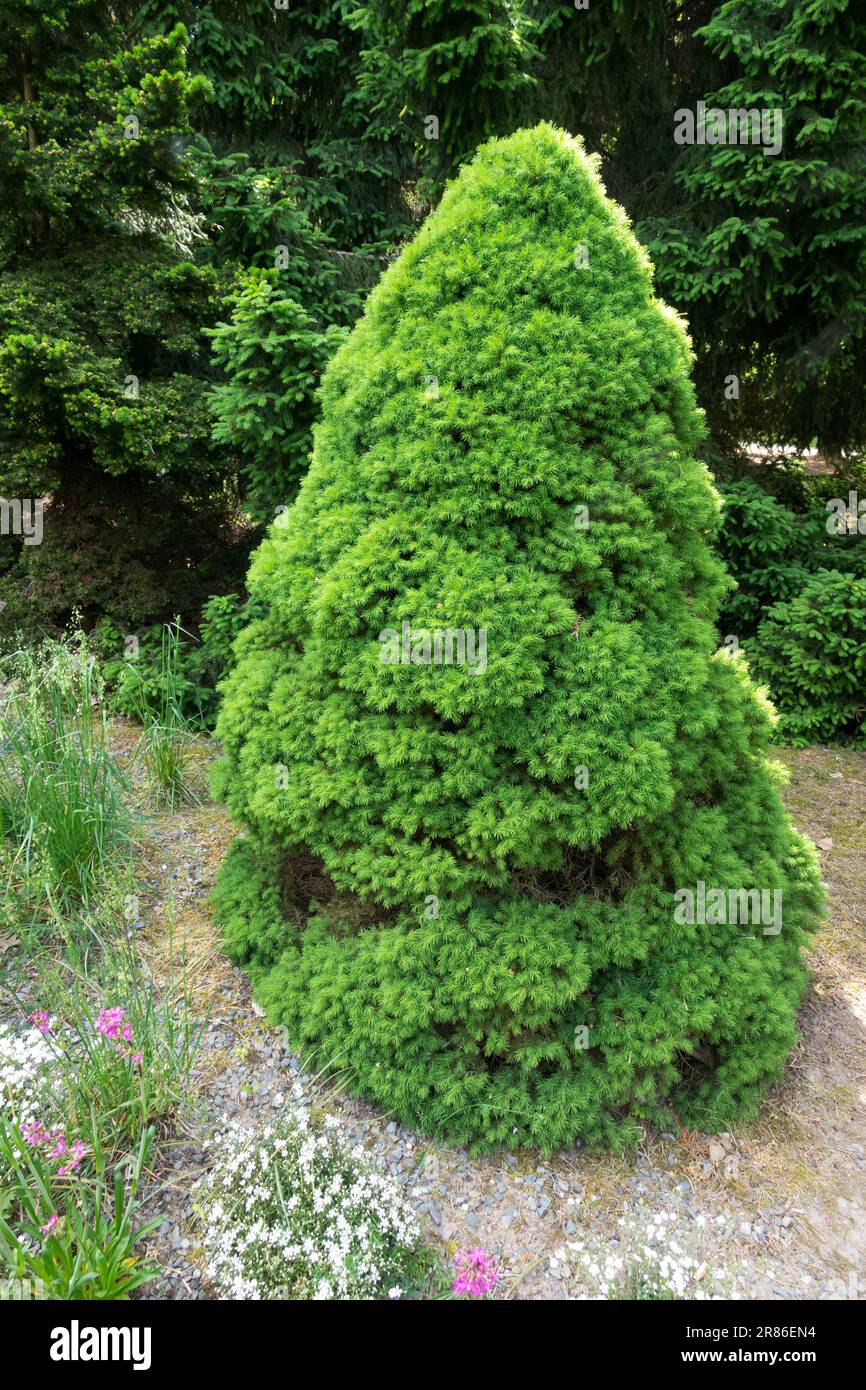 Picea glauca „Conica“, Alberta Spruce, Canadian Spruce Compact, Tree ...