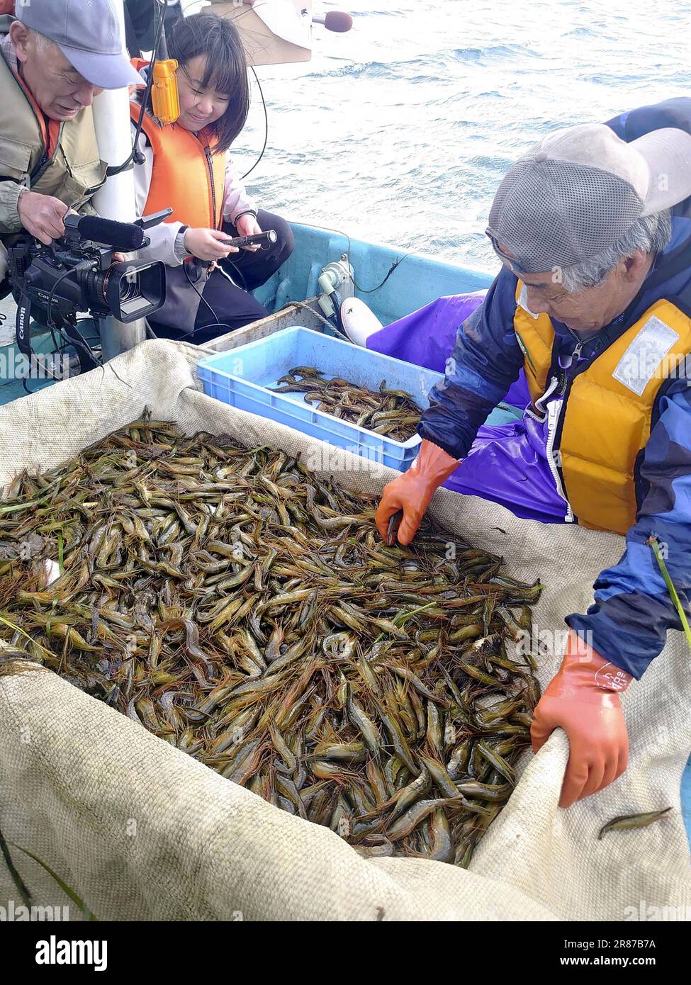 A fisherman lands Hokkai shimaebi (Pandalus latirostris) in the early ...