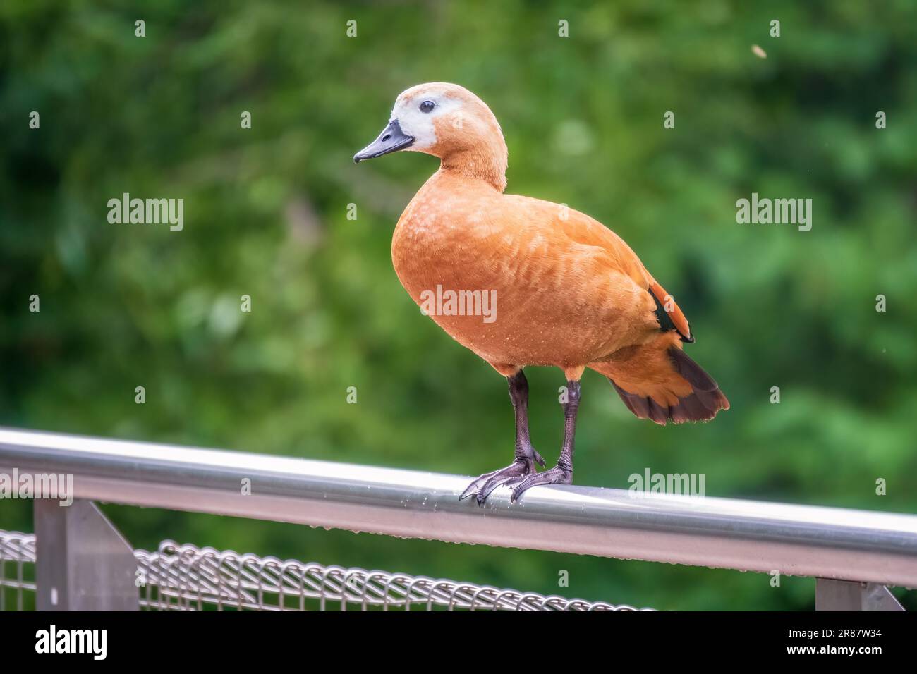Ruddy Shelduk steht auf einem Metallzaun, Ruddy Shelduk, Tadorna ...