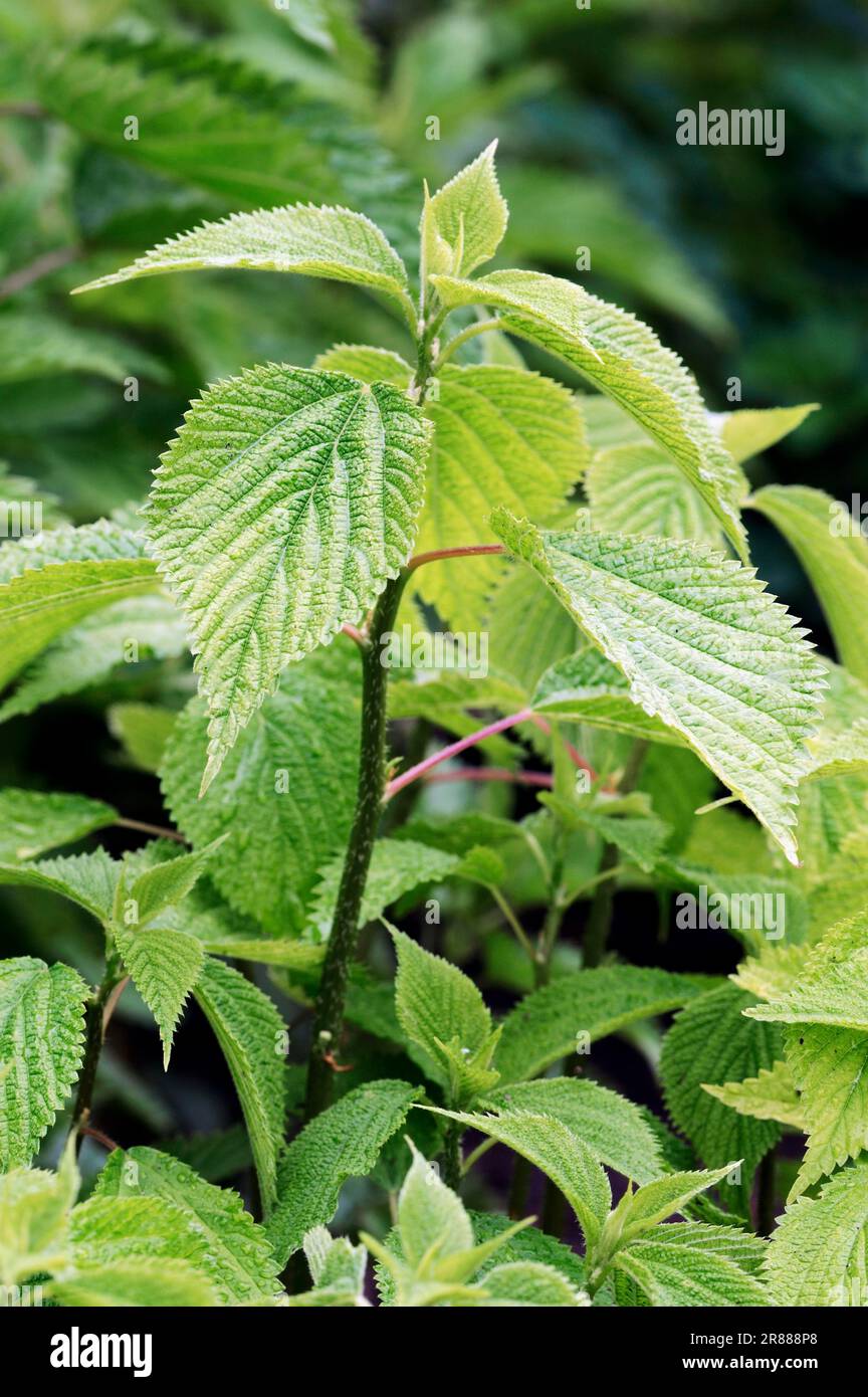 Pflanze laportea canadensis -Fotos und -Bildmaterial in hoher Auflösung ...